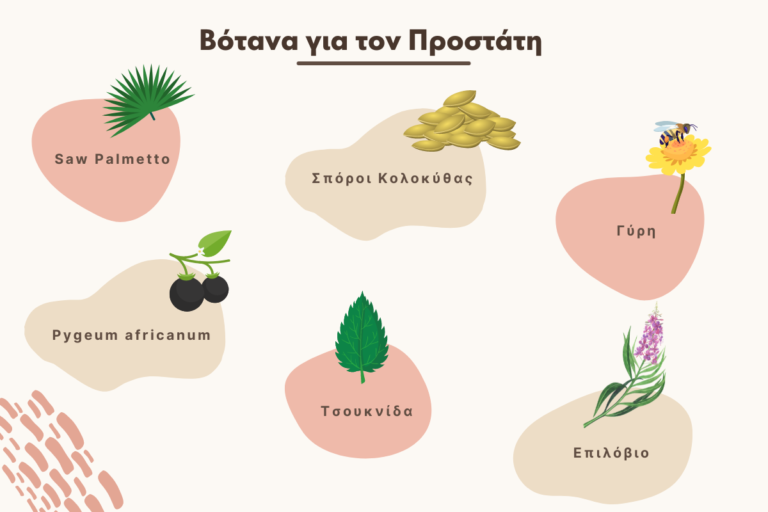 Προστάτης: Συμπτώματα, αίτια & βότανα