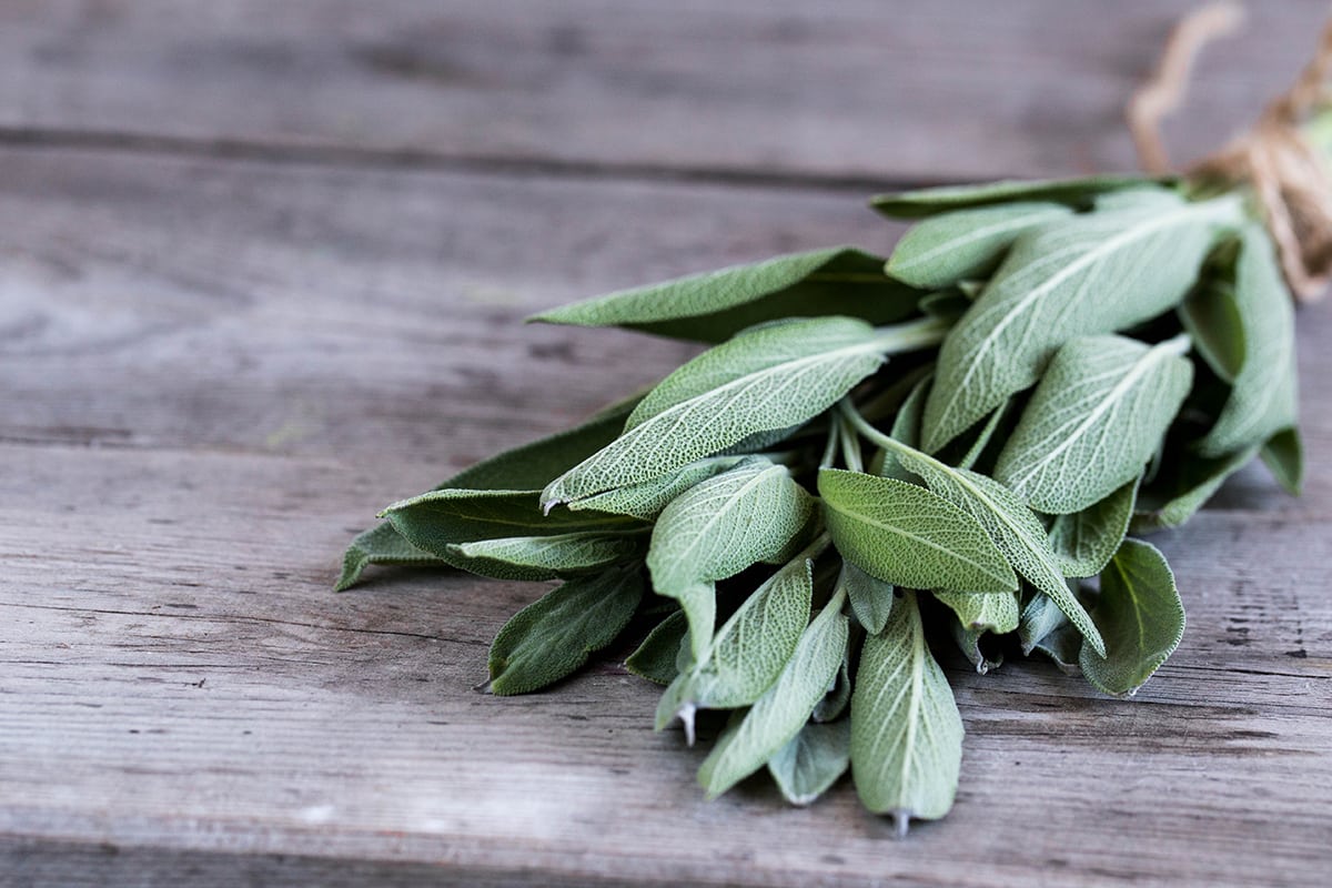 Sage: an herb with important properties!