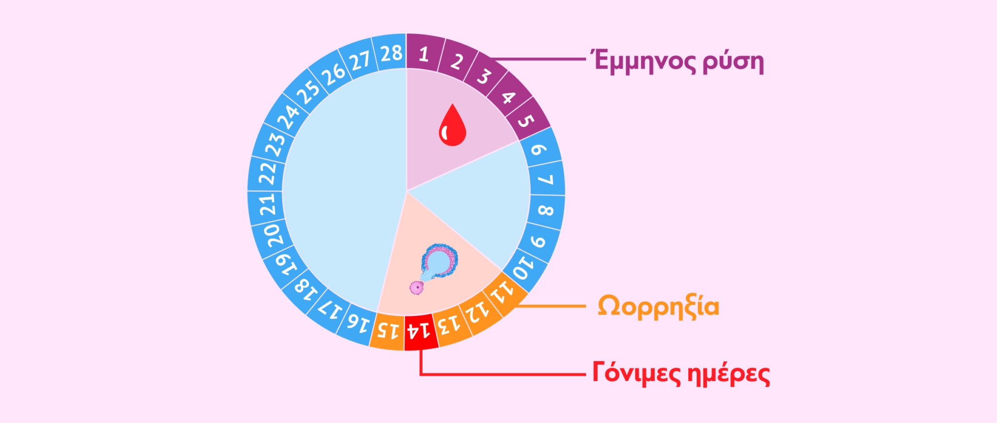 Γόνιμες μέρες: υπολογισμός και πιθανότητα εγκυμοσύνης